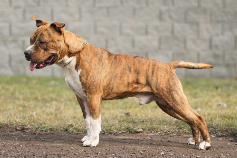 Teriéři typu bull / "bull plemena" - Martin Říha | Pejskárium