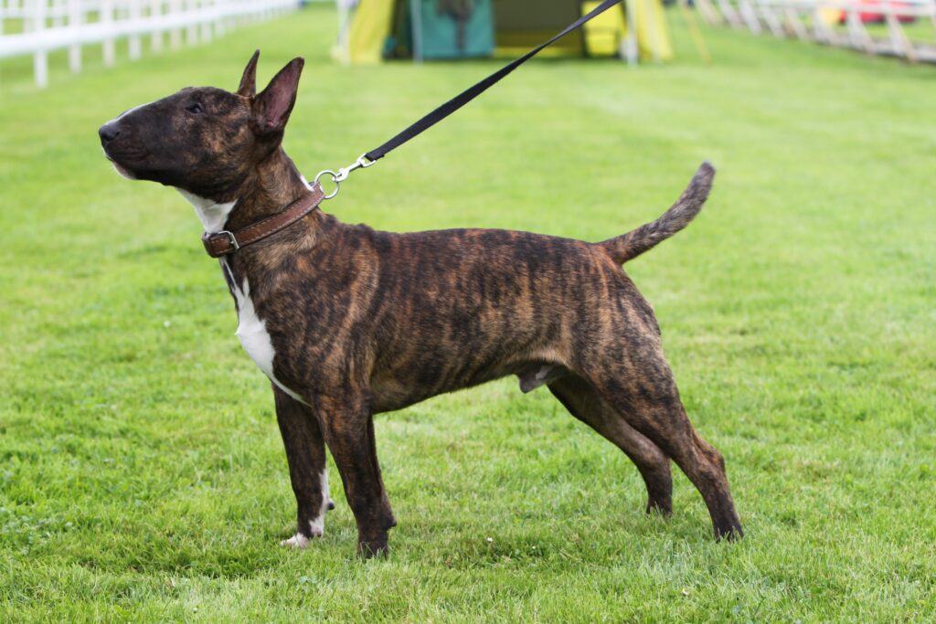 Teriéři typu bull / "bull plemena" - Martin Říha | Pejskárium